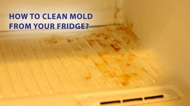 How to clean mold from your fridge? - WD40 India